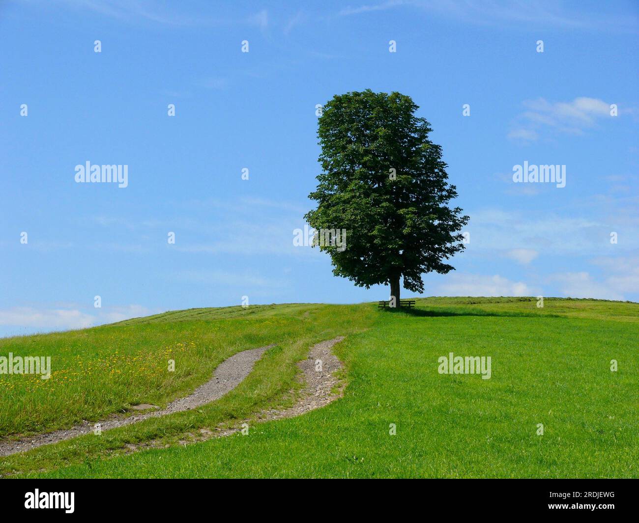 Free-standing tree in the Allgaeu, field path with chestnut tree Stock ...