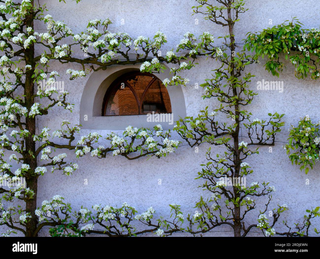 Round arched window with flowering espalier fruit trees Stock Photo - Alamy