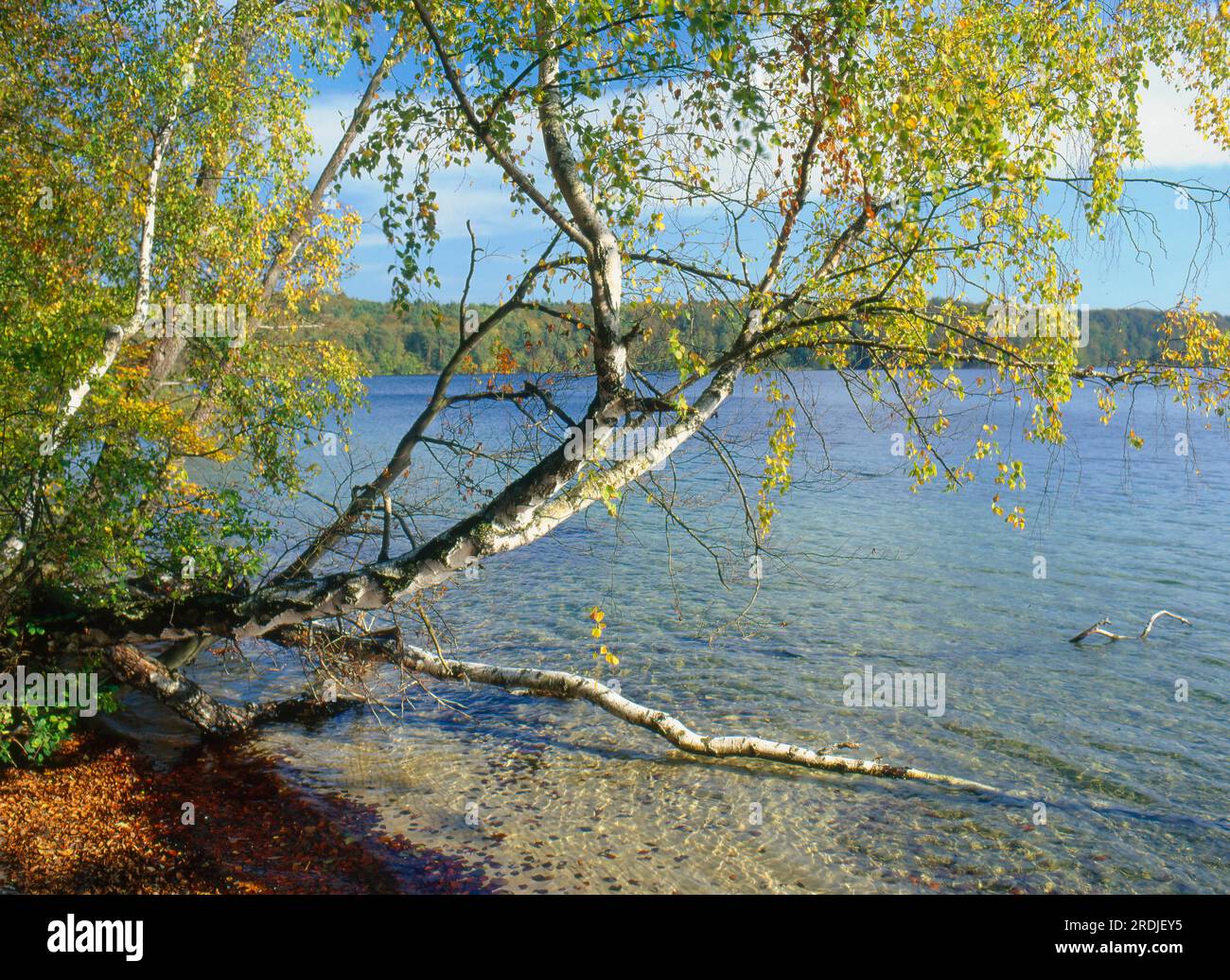 Stechlinsee in Brandenburg, Stechlin-Ruppiner Land nature Park, Germany ...