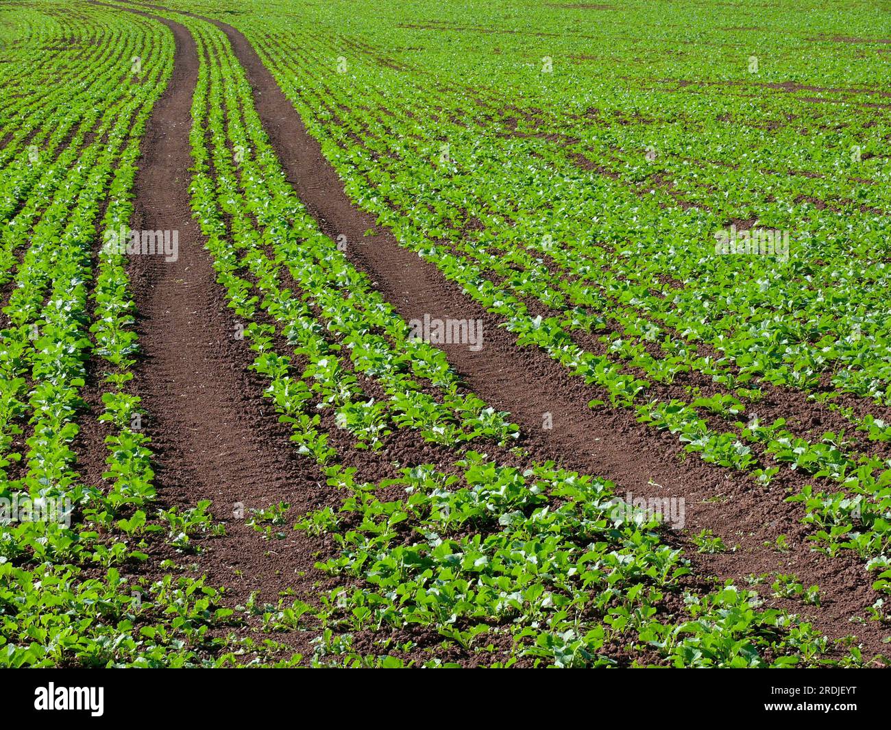 Tractor track farming hi-res stock photography and images - Alamy