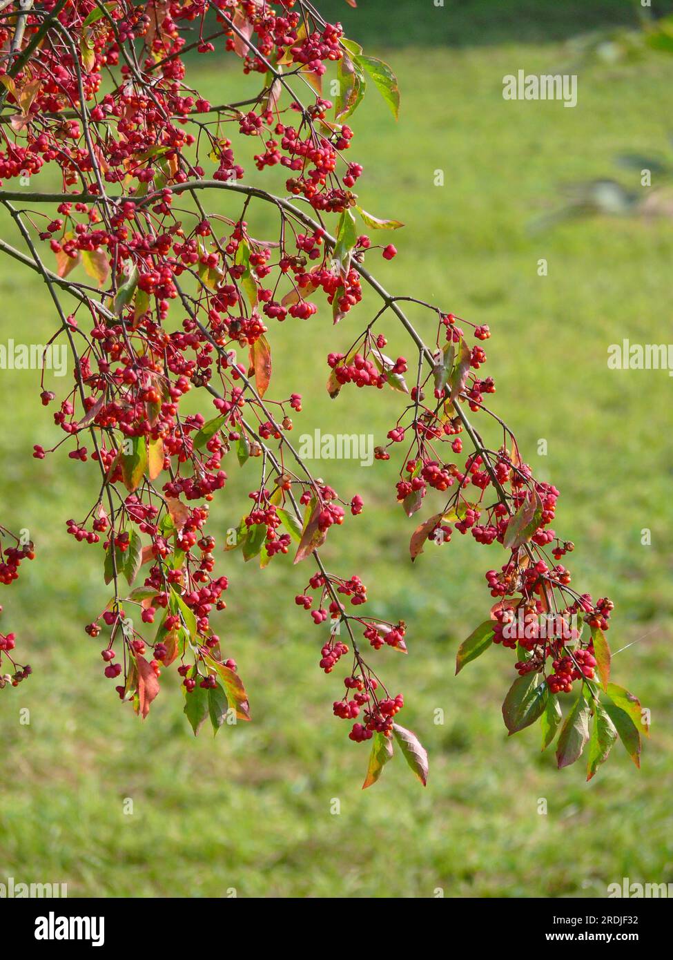 Peacock tree in autumn, spindle bush, european spindle (Euonymus ...