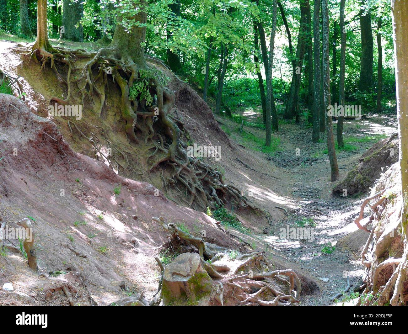 Exposed roots of a beech tree due to erosion Stock Photo - Alamy