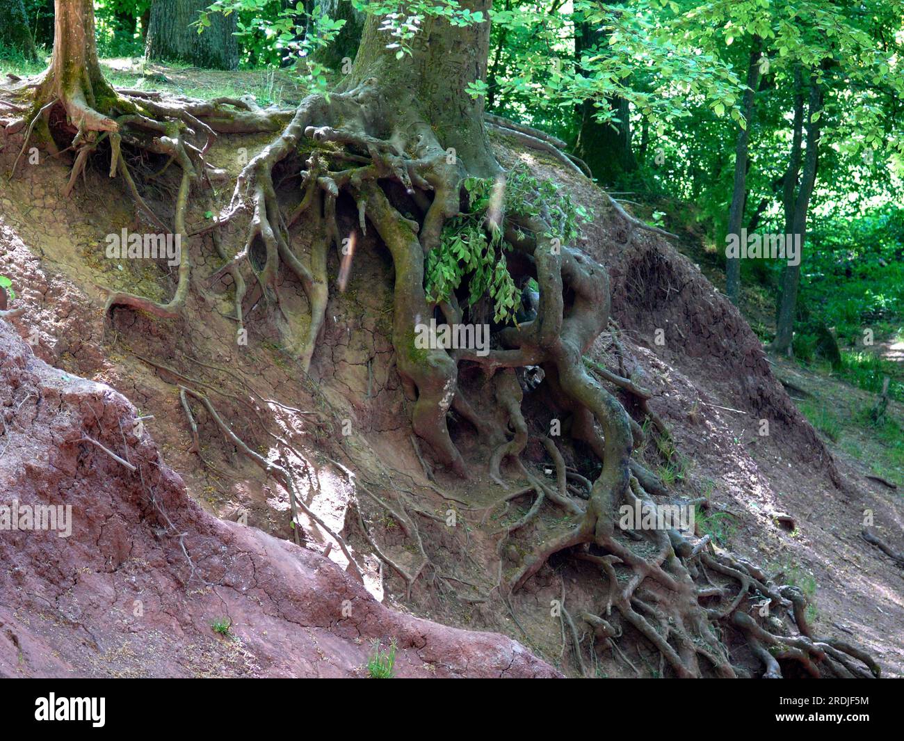 Exposed roots of a beech tree due to erosion Stock Photo - Alamy
