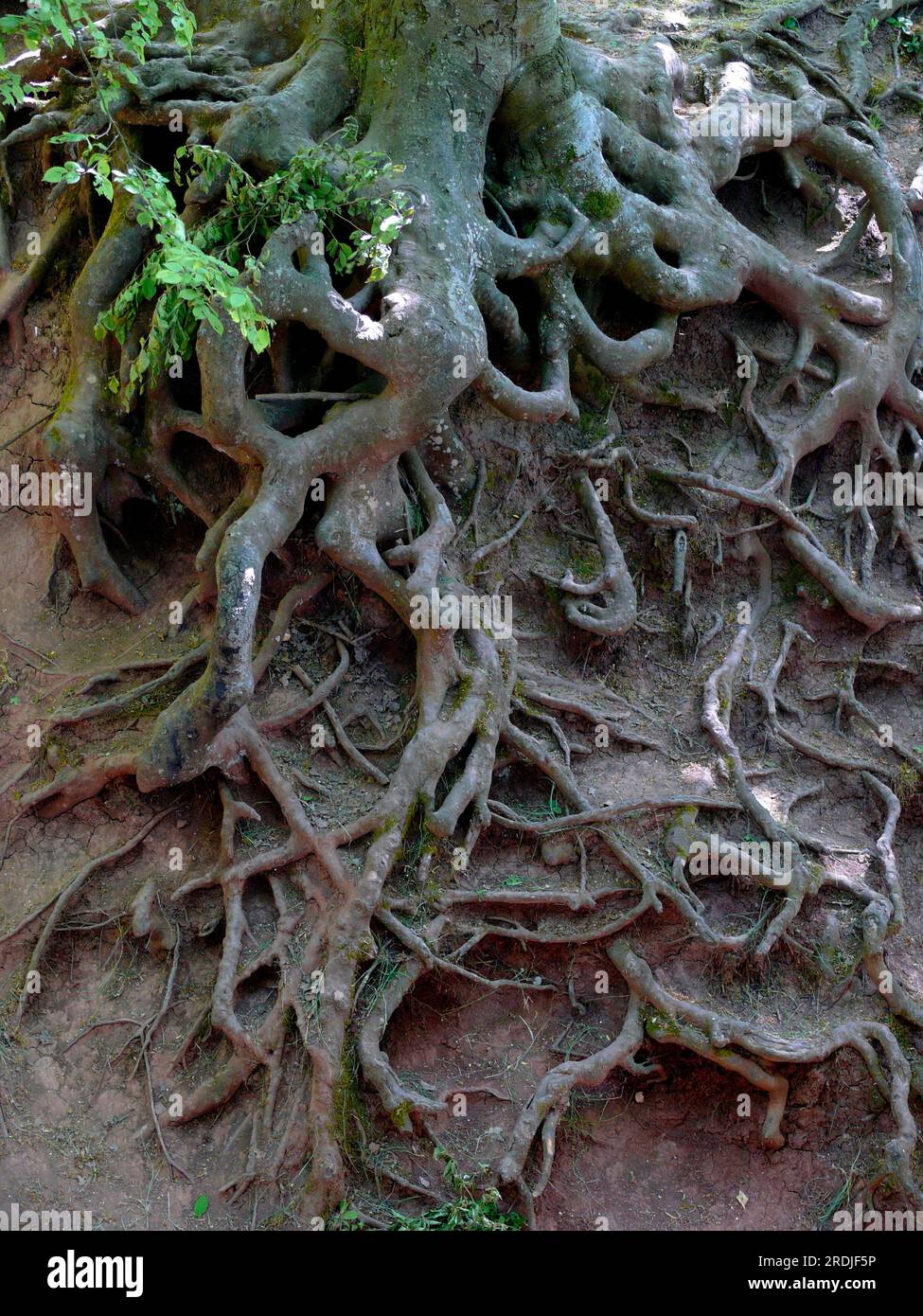 Exposed roots of a beech tree due to erosion Stock Photo - Alamy