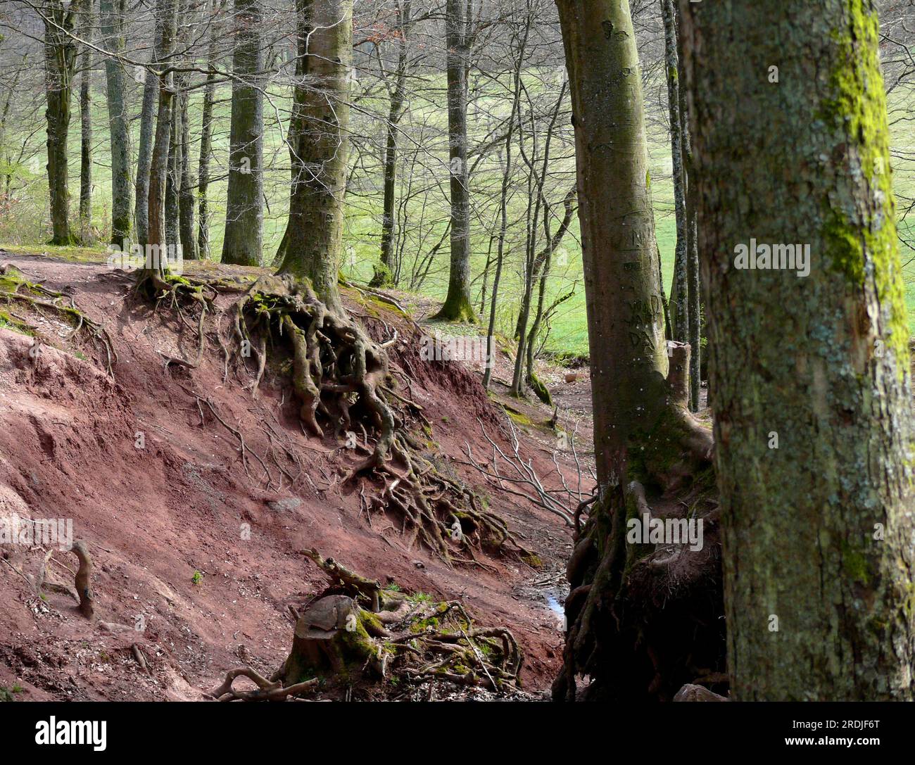 Erosion in the forest, exposed tree roots Stock Photo - Alamy