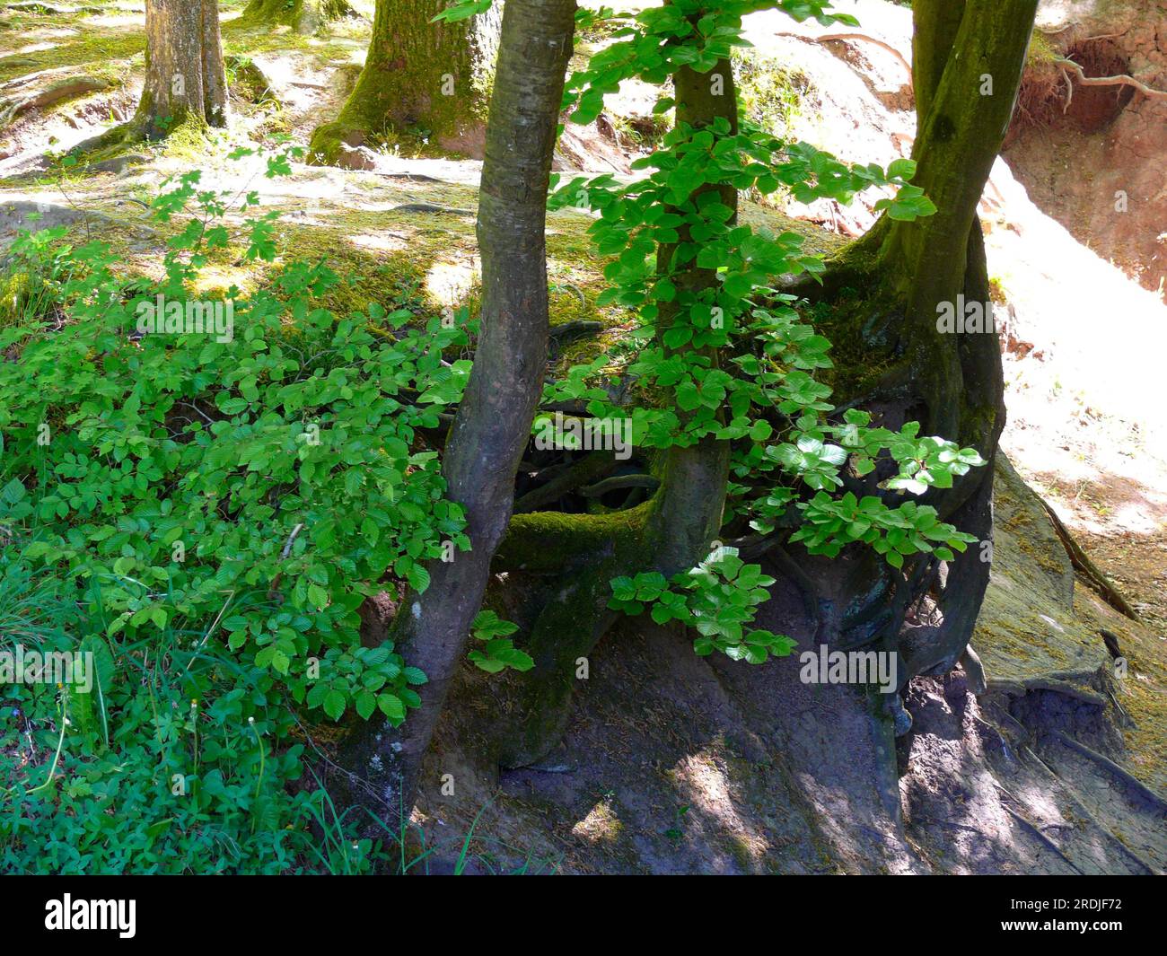 Exposed roots of a beech tree due to erosion Stock Photo - Alamy