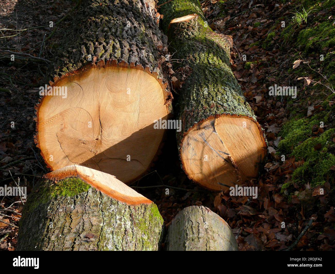 Long logs in the winter forest, wood storage in the forest Stock Photo ...