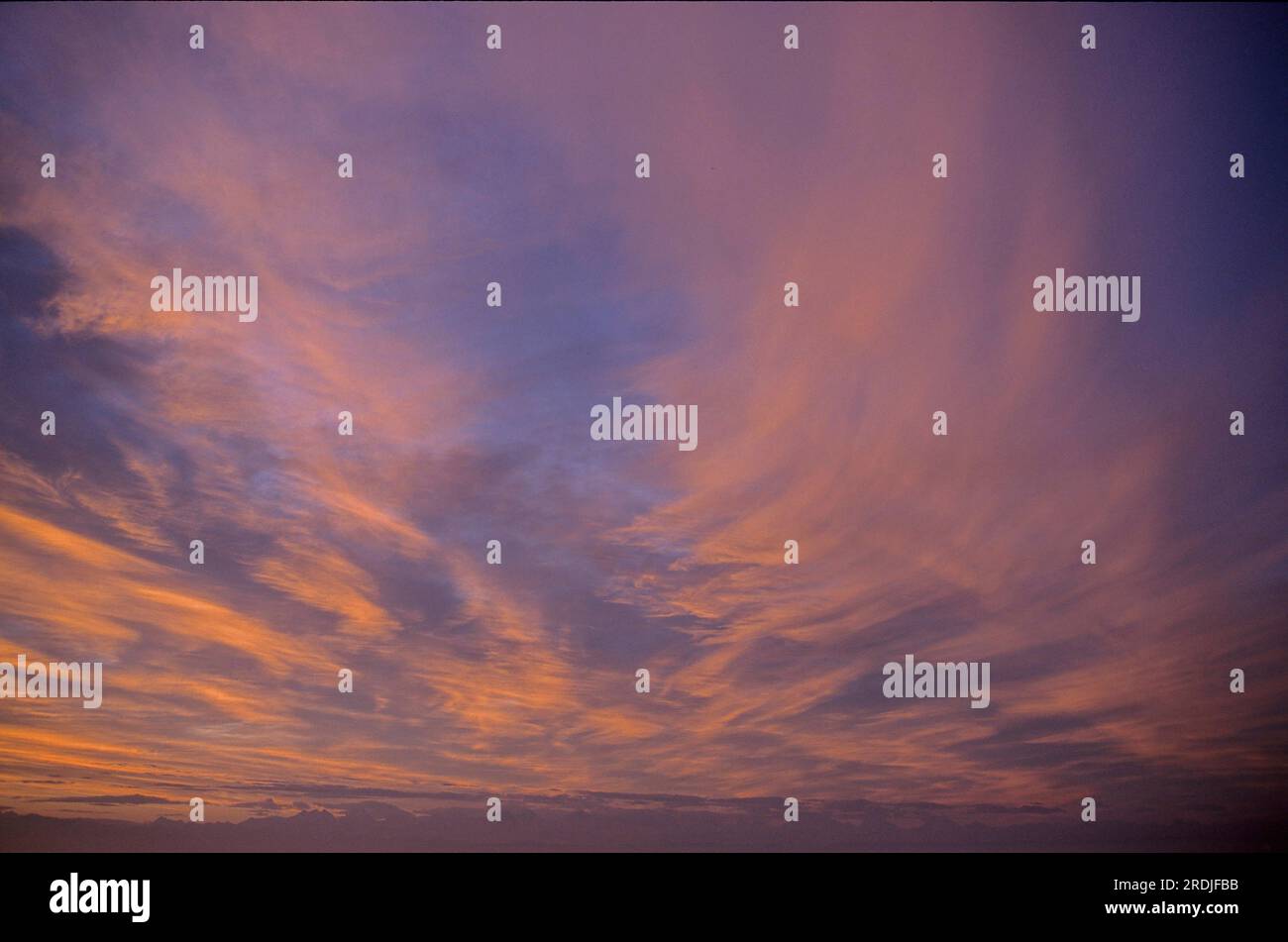 Cirrus curl of hair hi-res stock photography and images - Alamy