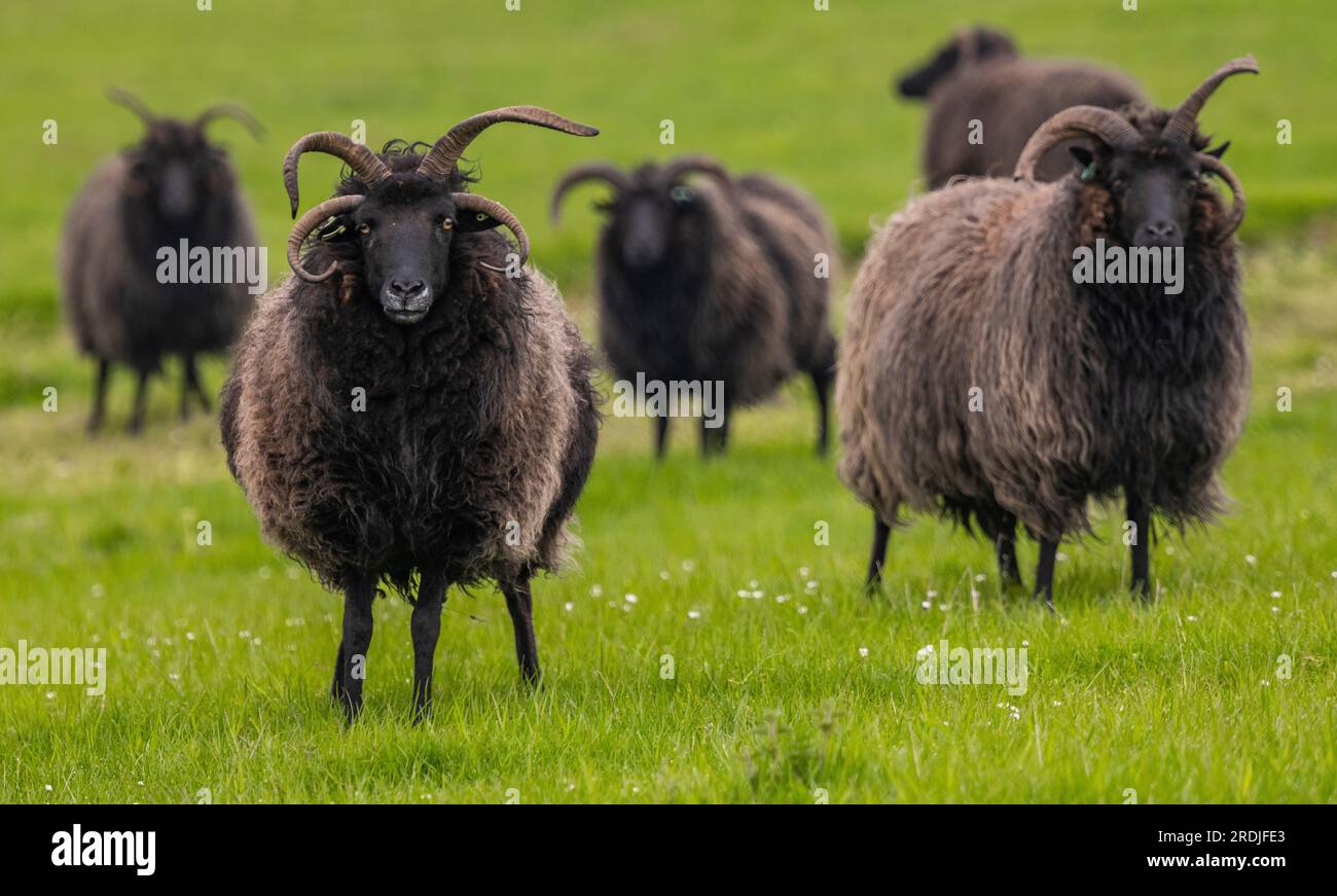 Horned sheep breeds hi-res stock photography and images - Alamy