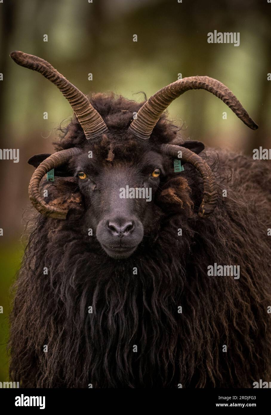 Horned sheep breeds hi-res stock photography and images - Alamy