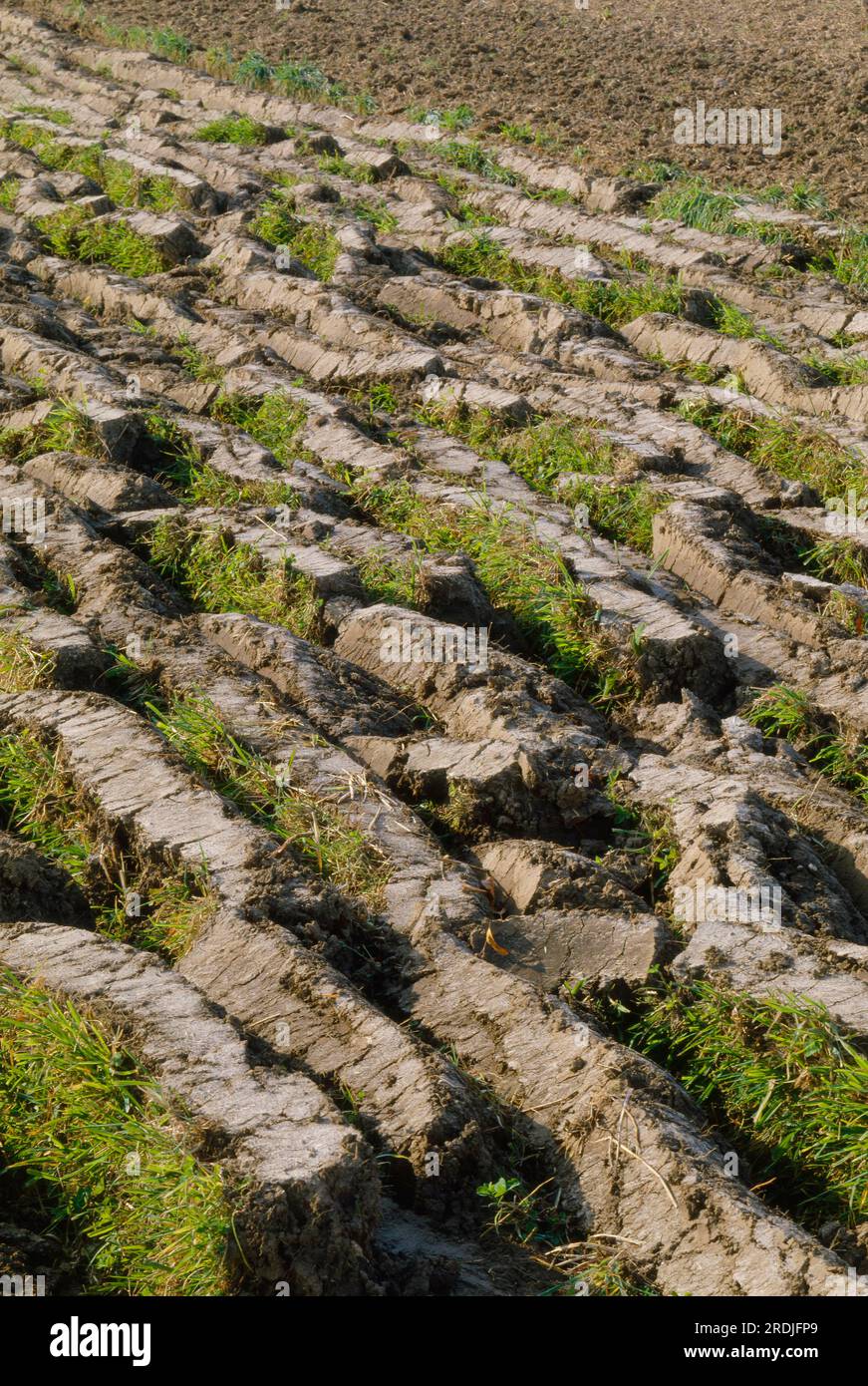 Field in spring Stock Photo - Alamy