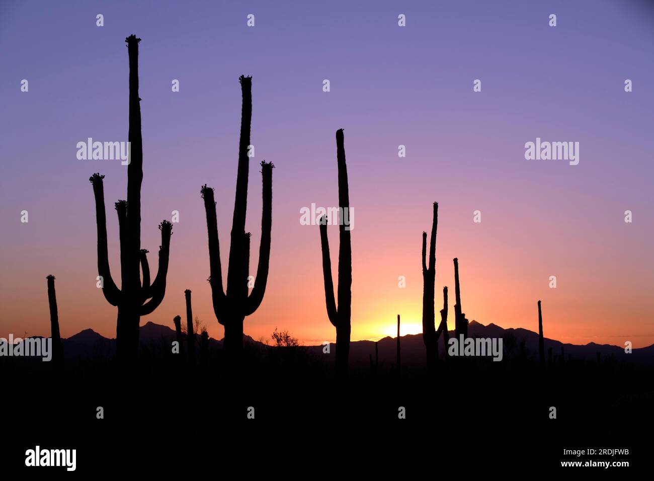 Sunset in sonoran desert hi-res stock photography and images - Alamy