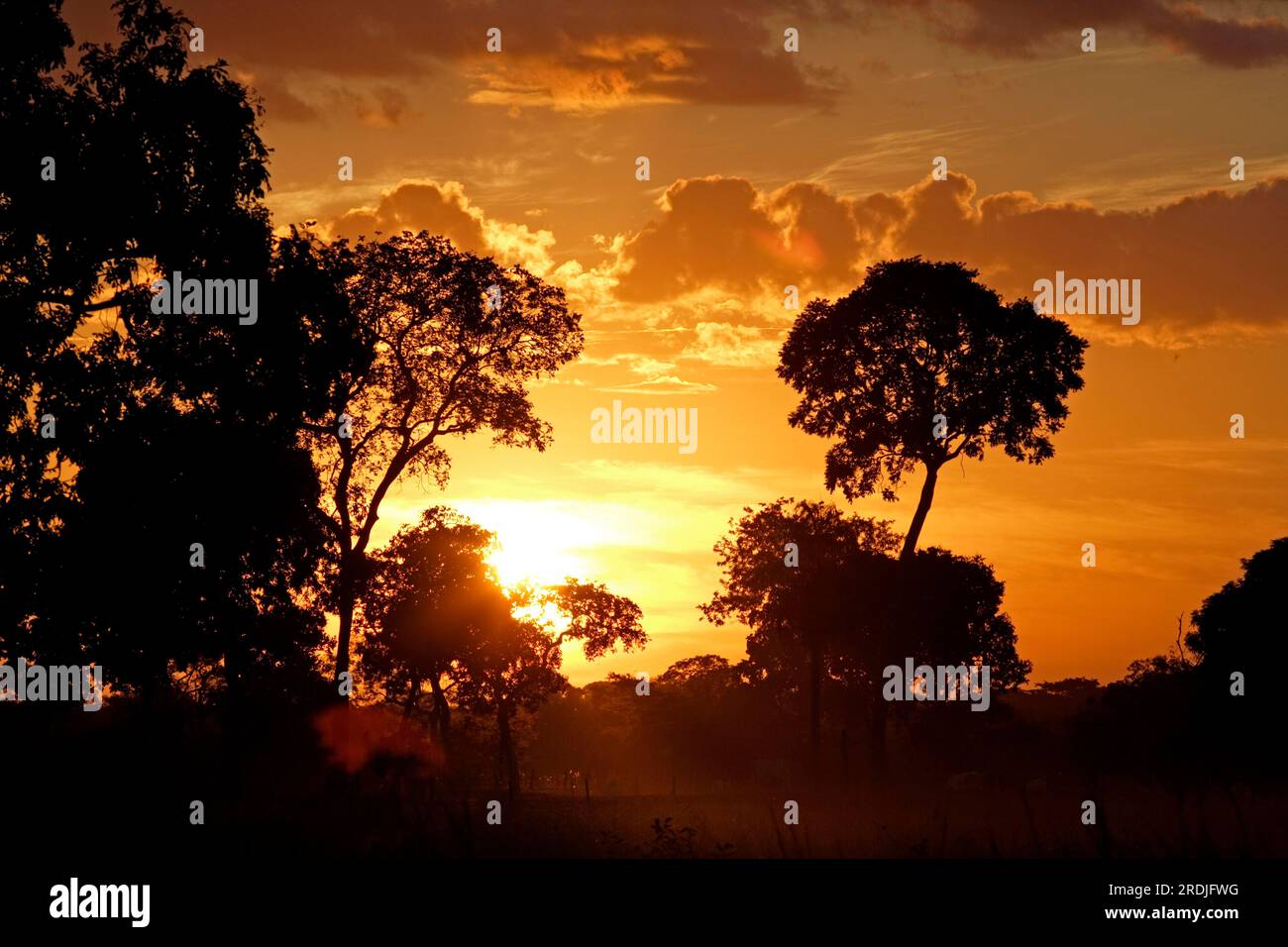 Sunset, Pantanal, Brazil, tree, sun, clouds Sunset, Brazil Sunset, sun ...