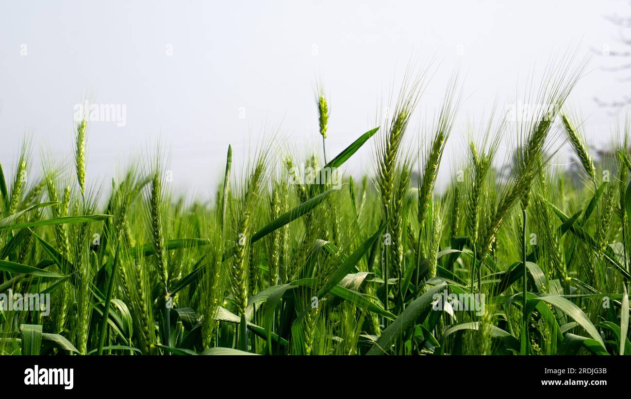 Green wheat field landscape. A vast field filled with green grains of ...