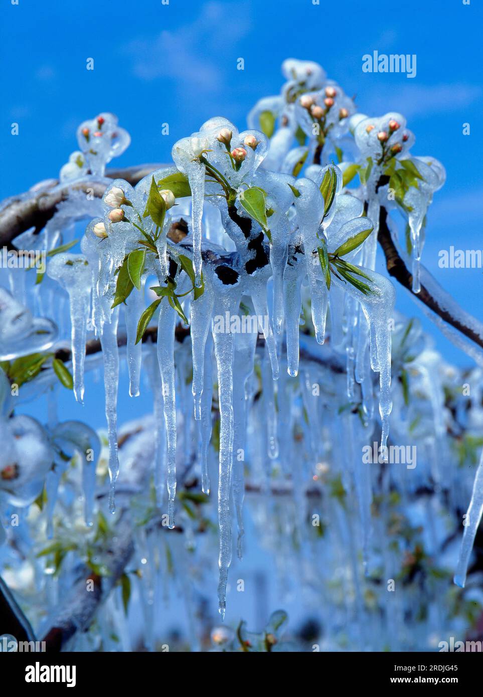 Apple tree (Malus domestica) blossom with ice, apple tree Stock Photo ...