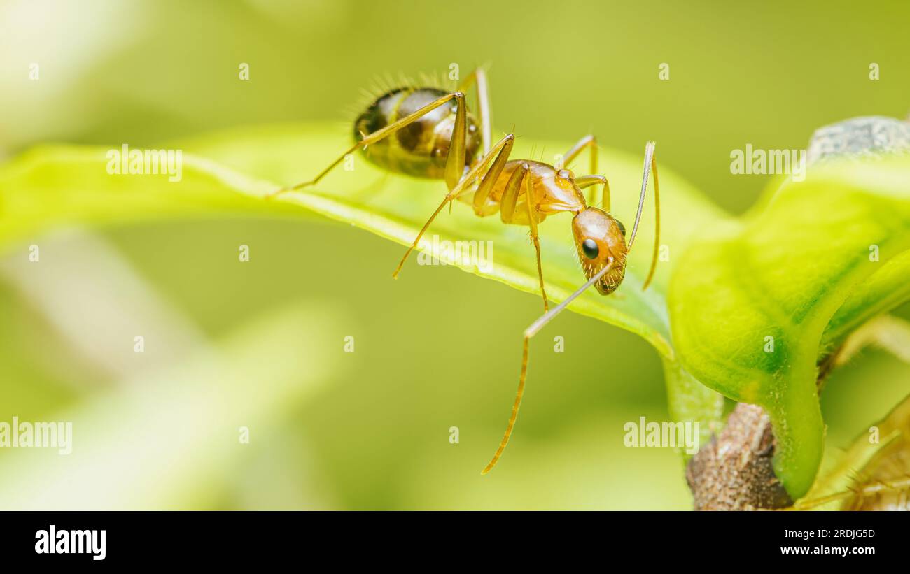 Red ant walking on a green leaf with nature background, Close up photo ...