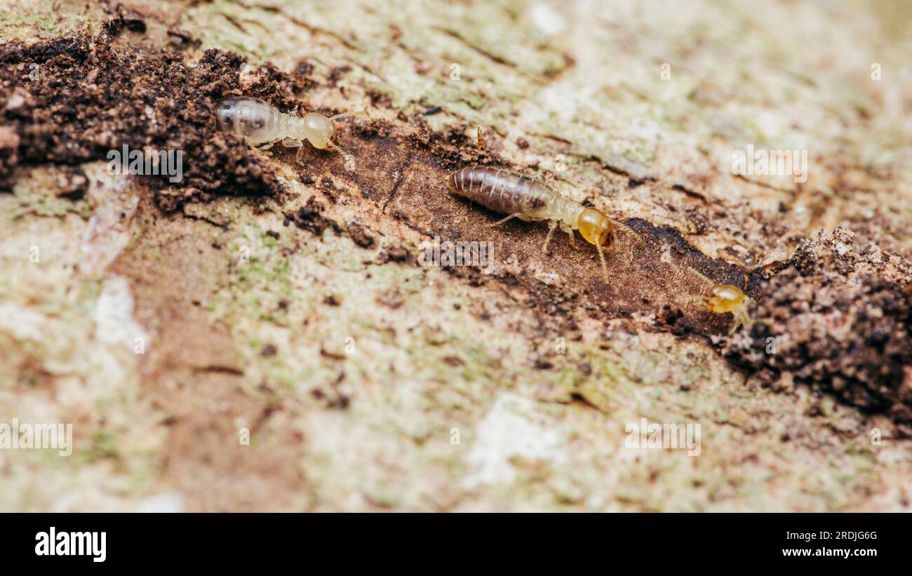 Close up of worker termites walking in nest on forest floor, Termites ...