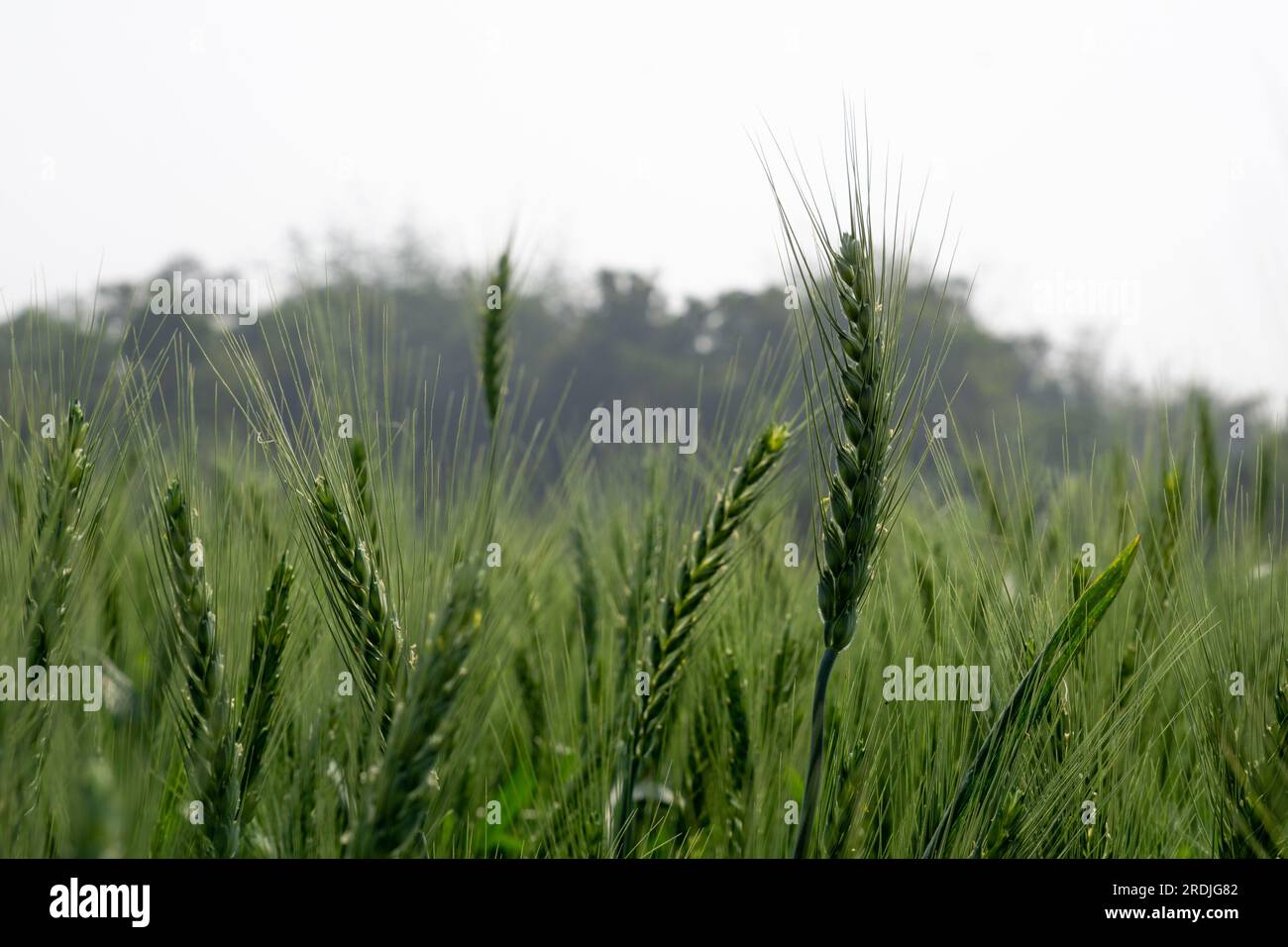 Agriculture in South Asia. Green wheat field. Wide fields full of green ...