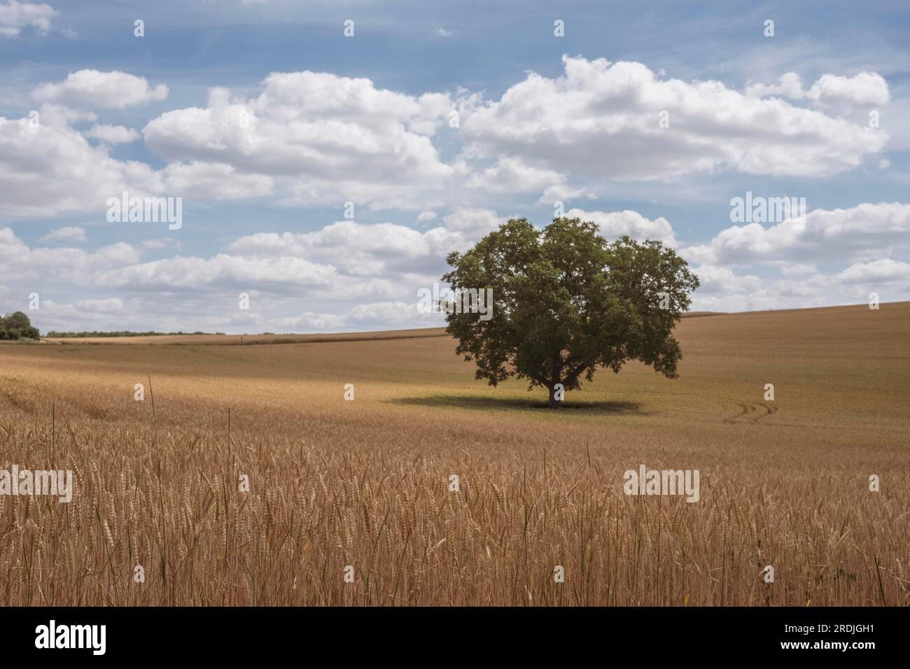 Single tree in a grain field in summer in Lower Franconia Stock Photo ...