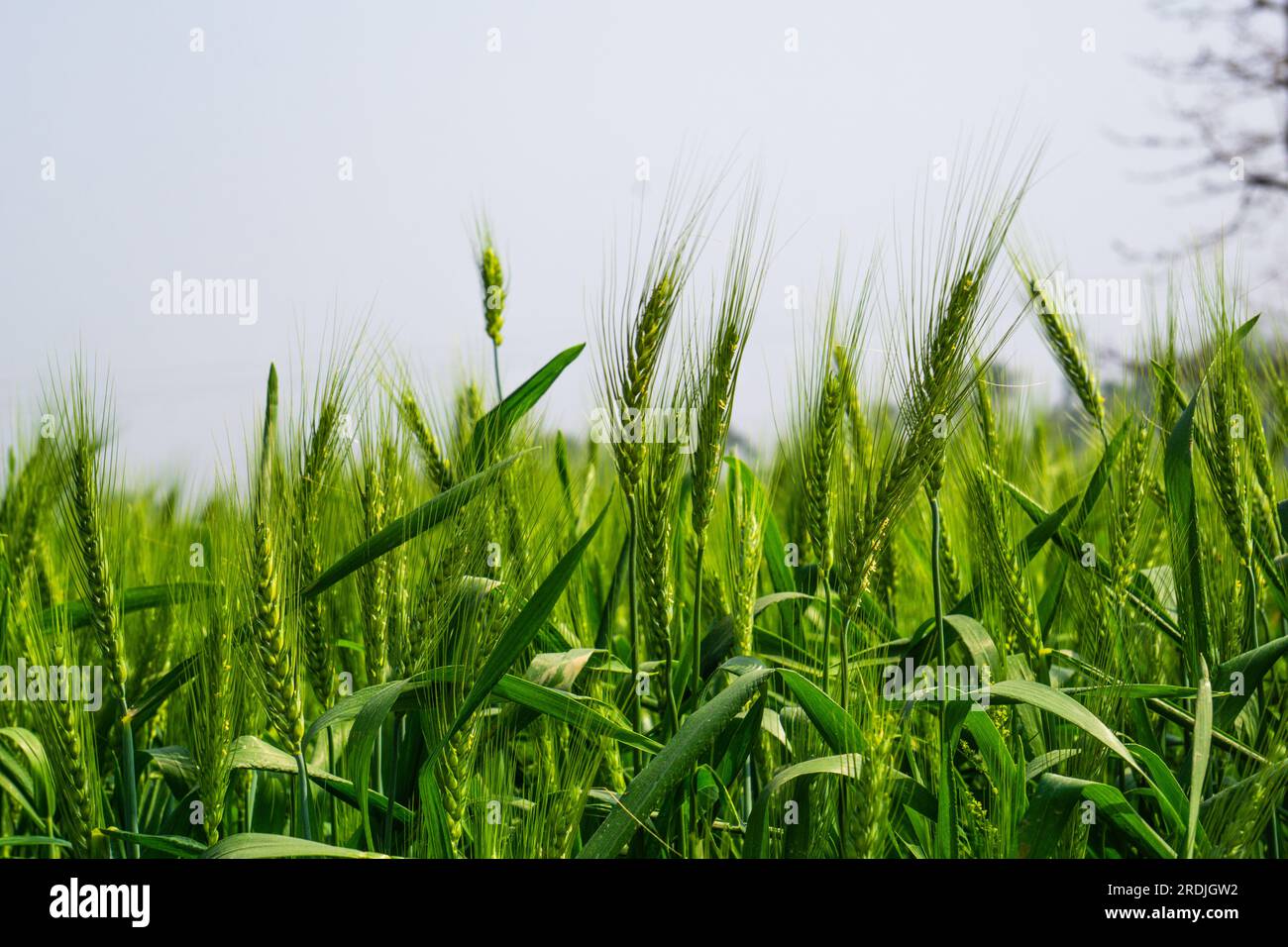 Green wheat field landscape. A vast field filled with green grains of ...
