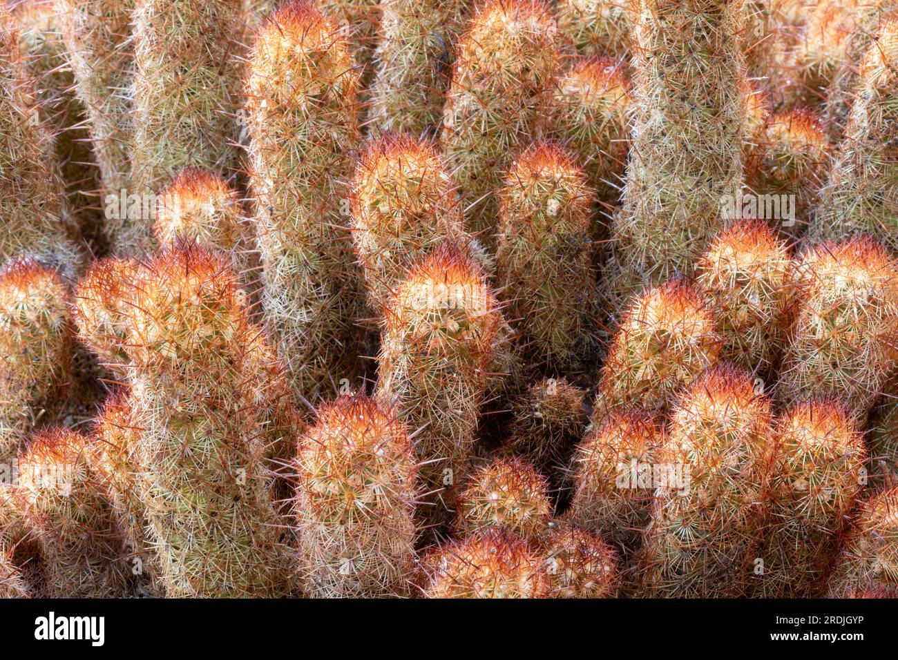 Gold Lace Cactus at the Arizona Cactus Garden in Stanford, California ...