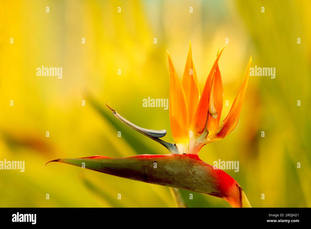 Inflorescence of strelitzia hi-res stock photography and images - Alamy
