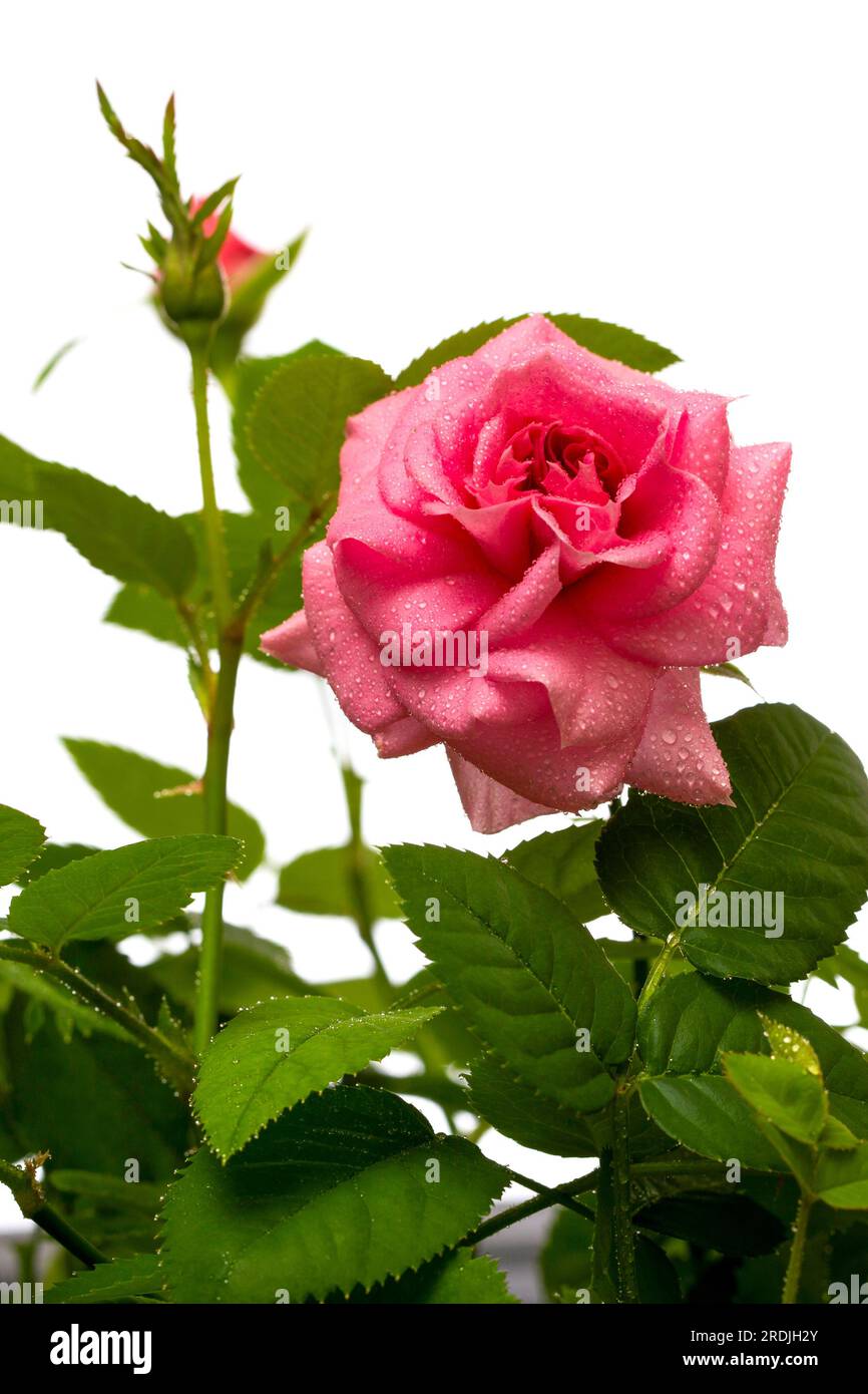 Pink rose flower on white background Stock Photo - Alamy
