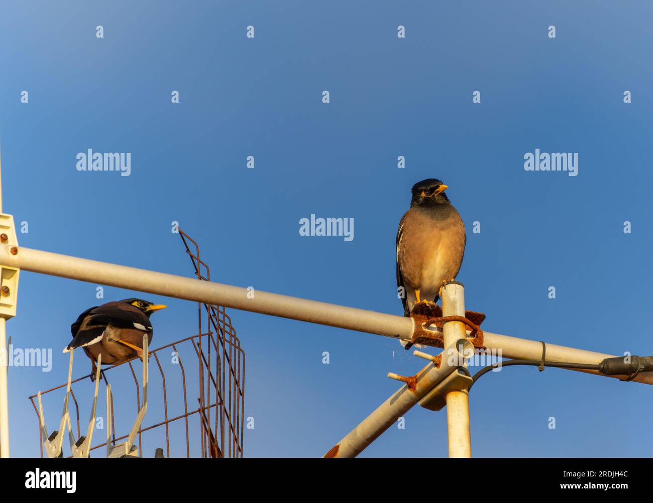 New zealand common myna hi-res stock photography and images - Alamy