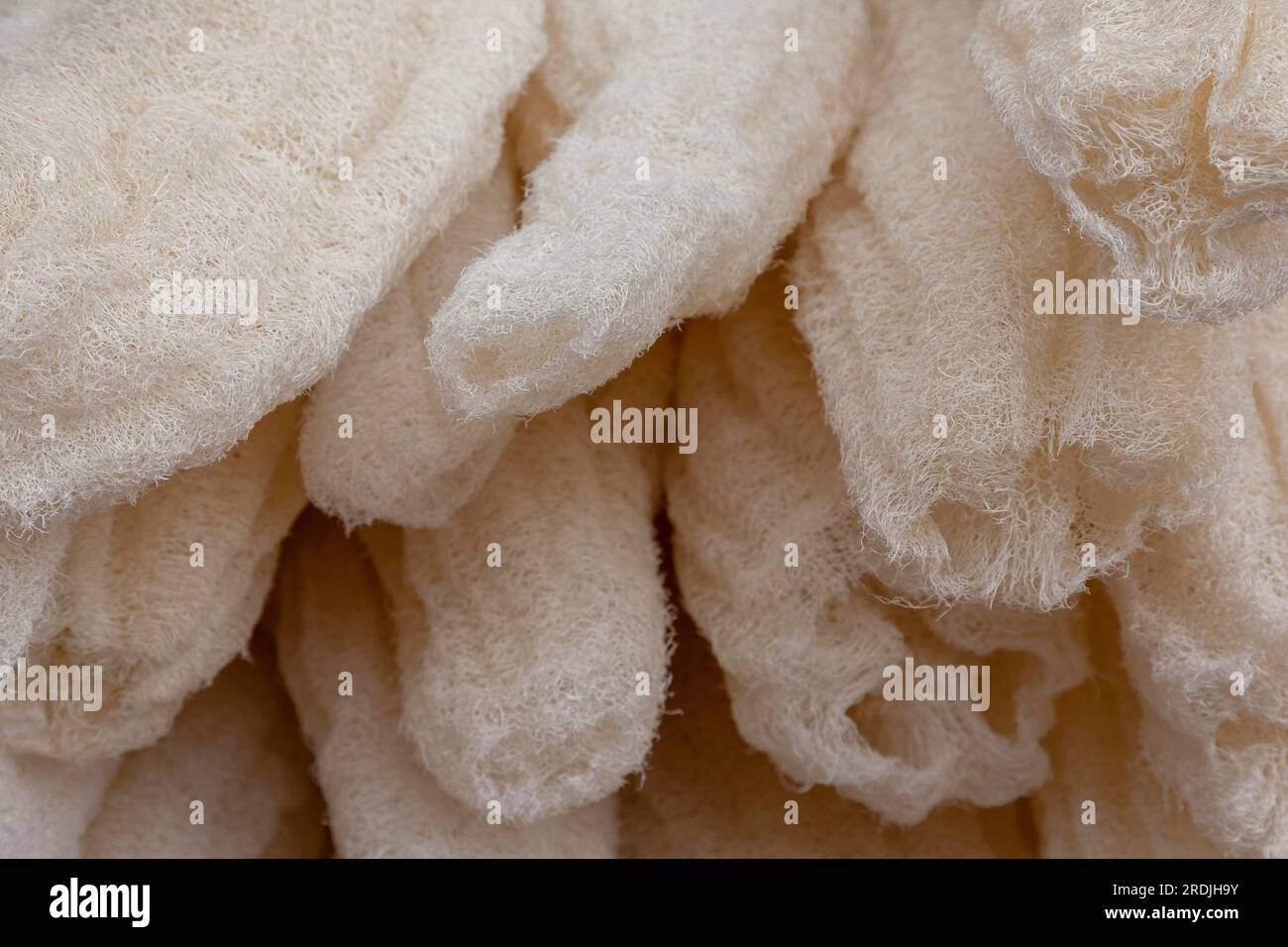 Dishrag gourds (Luffa aegyptiaca Stock Photo - Alamy
