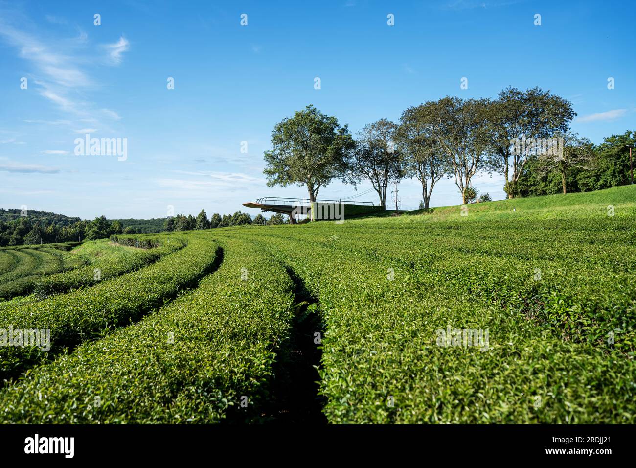 Chui Fong tea plantation, Chiang Rai, Thailand Stock Photo - Alamy