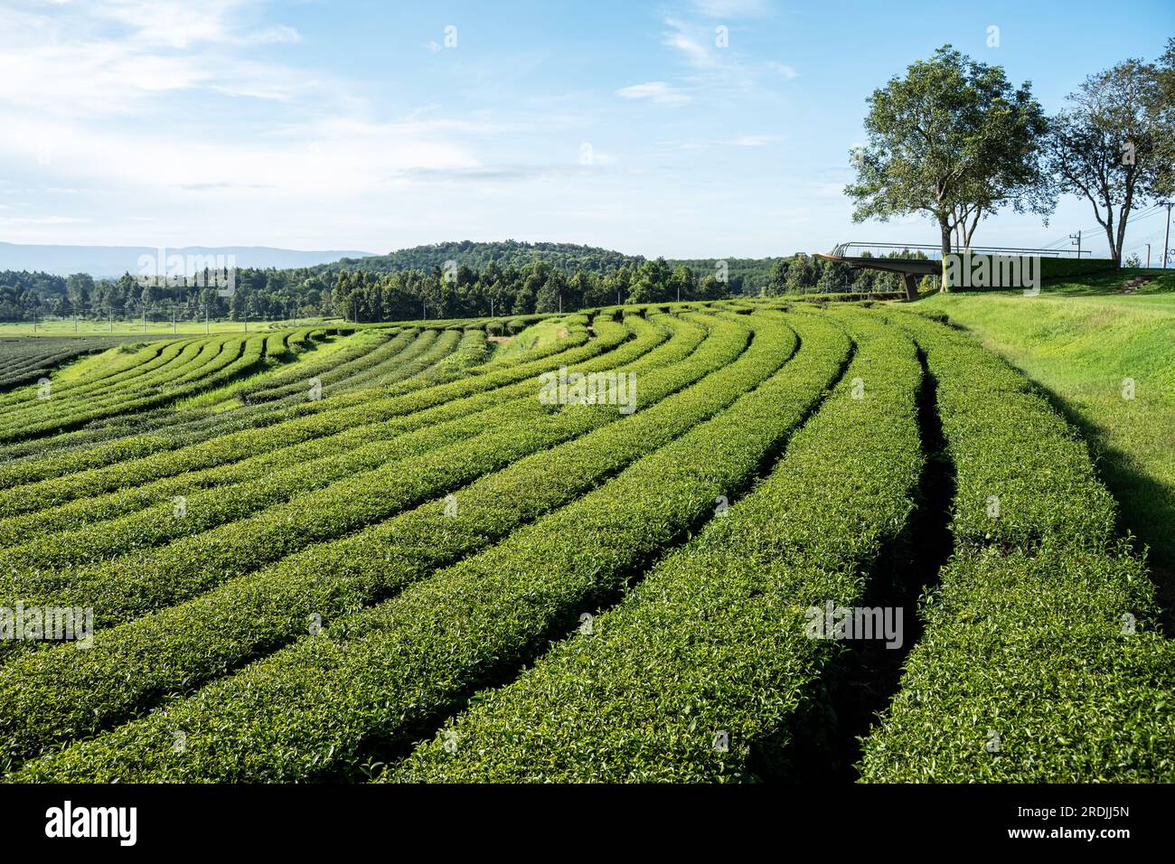 Chui Fong tea plantation, Chiang Rai, Thailand Stock Photo - Alamy