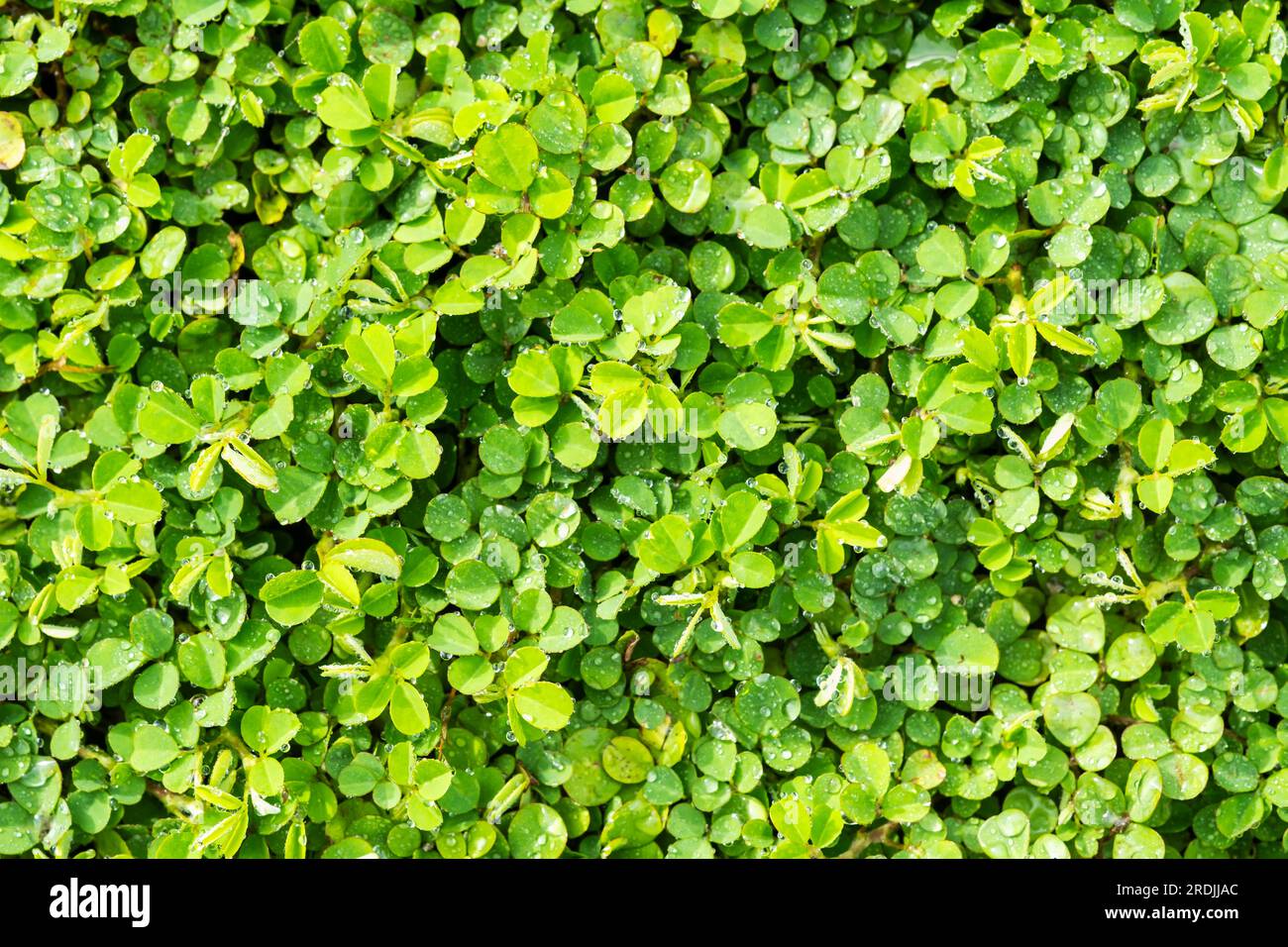 beautiful small leaf plant green grass background Stock Photo - Alamy