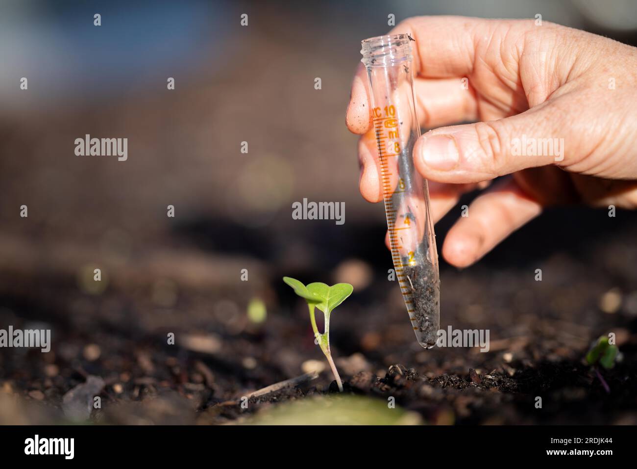 taking a soil sample for a soil test in a field. Testing carbon ...