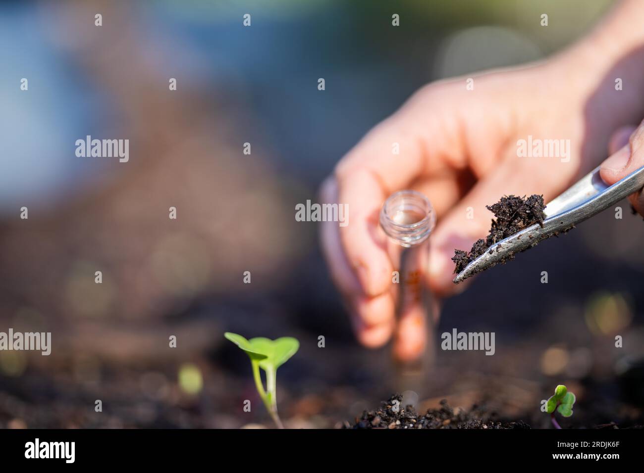 farmer collecting soil samples in a test tube in a field. Agronomist ...