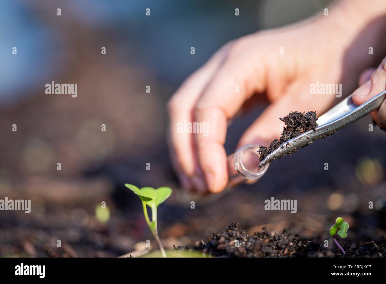 farmer collecting soil samples in a test tube in a field. Agronomist ...