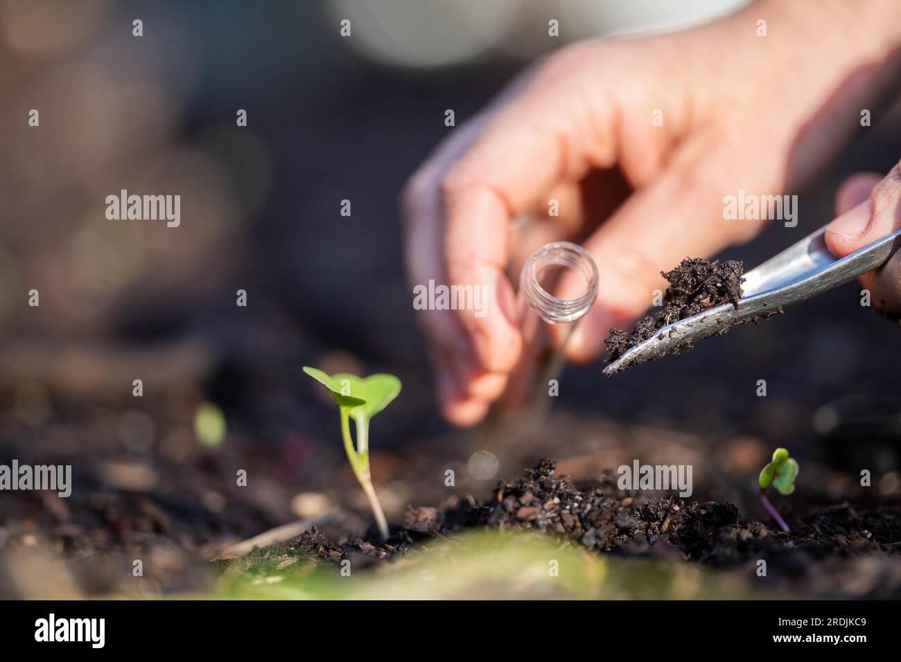 farmer collecting soil samples in a test tube in a field. Agronomist ...