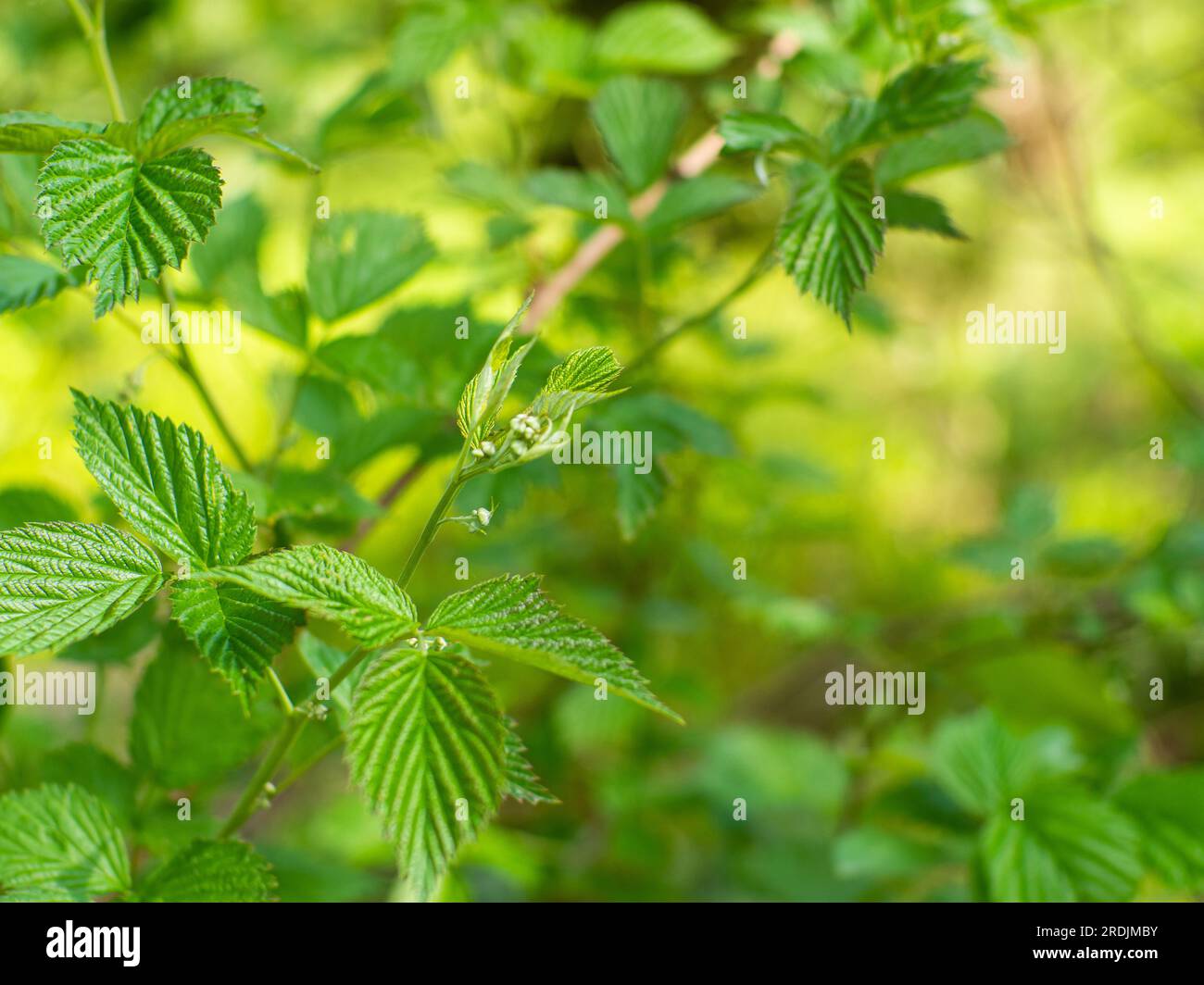 Blooming wild raspberry plant in the forest Stock Photo - Alamy