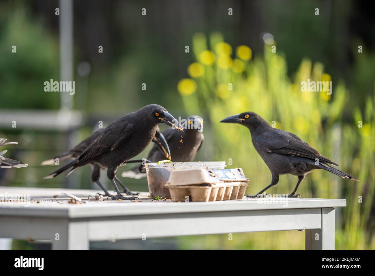 crows eating food scraps at a picinc in australia Stock Photo - Alamy