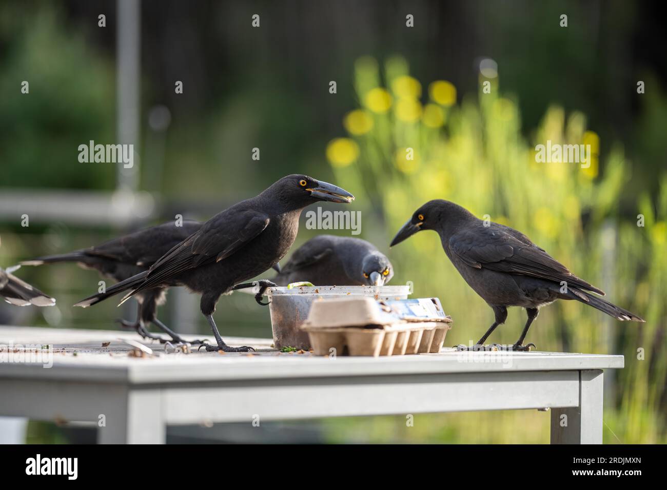 Crows eating hi-res stock photography and images - Alamy