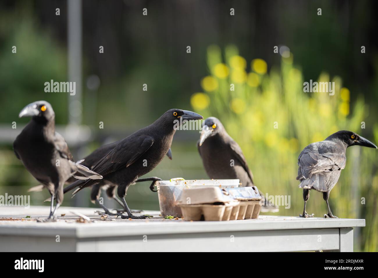 Crow eating garbage hi-res stock photography and images - Alamy