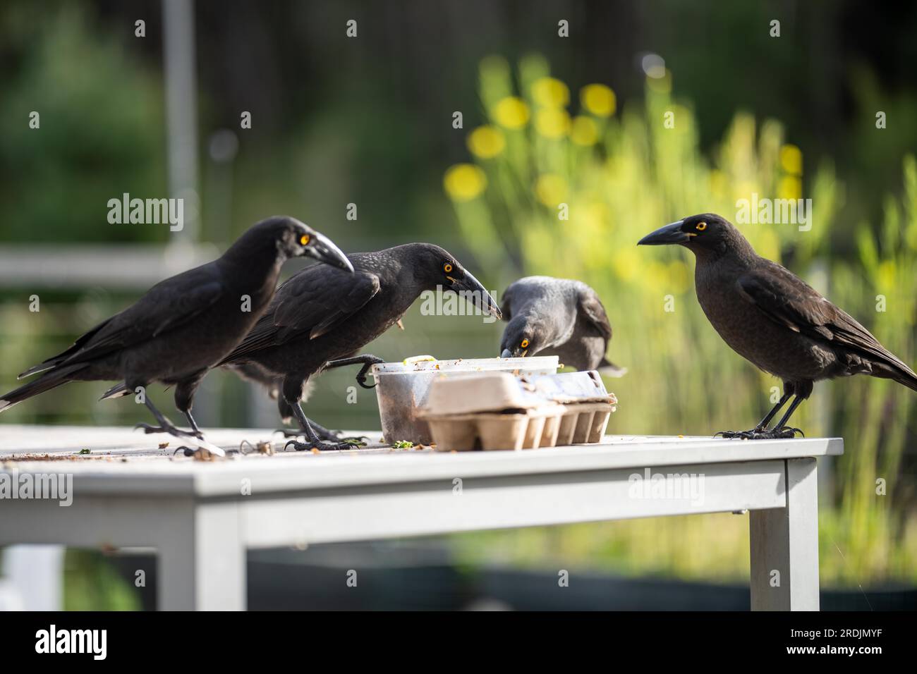 Crow eating garbage hi-res stock photography and images - Alamy