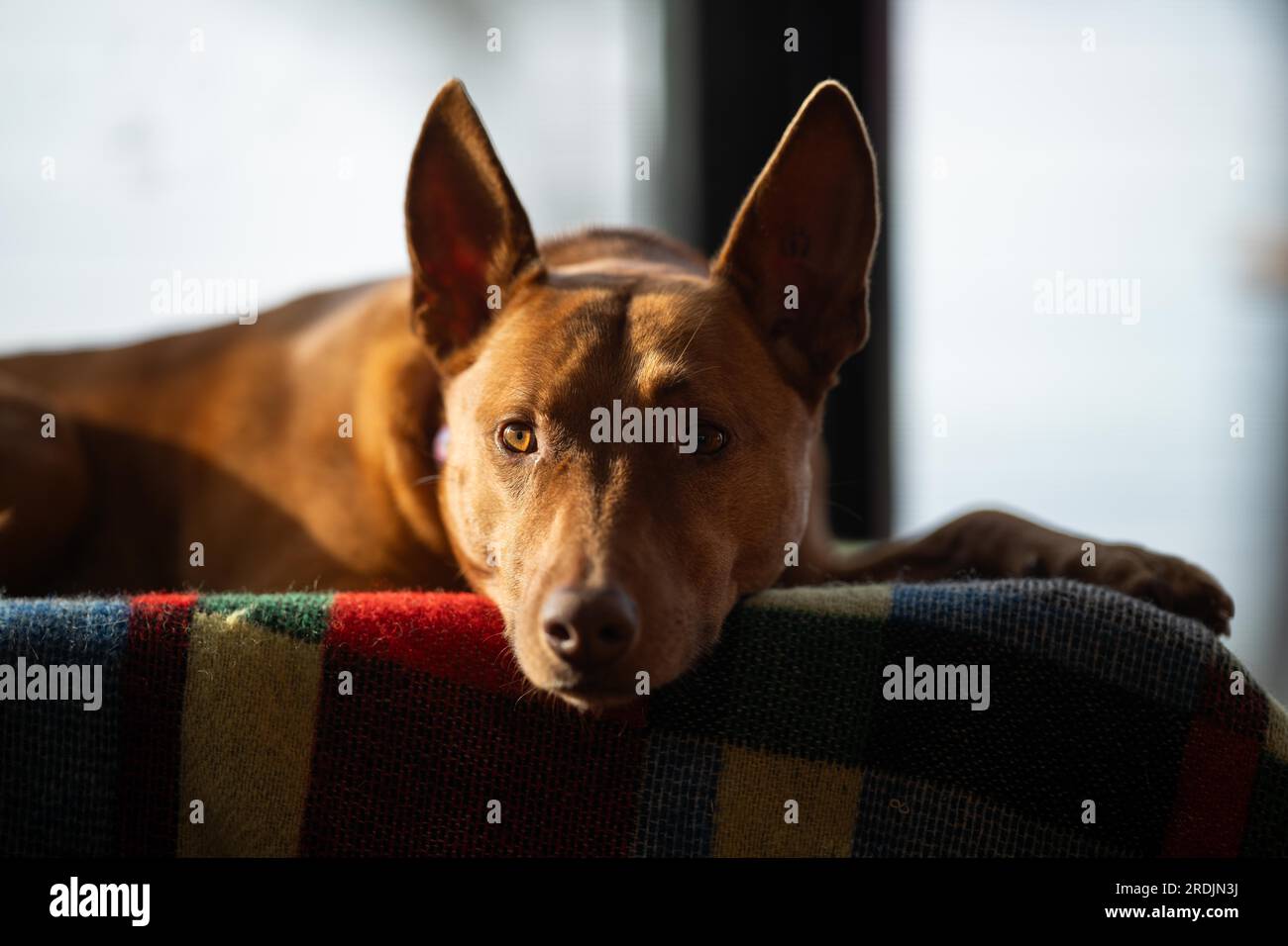kelpie lying on a bed in a house in australia Stock Photo - Alamy
