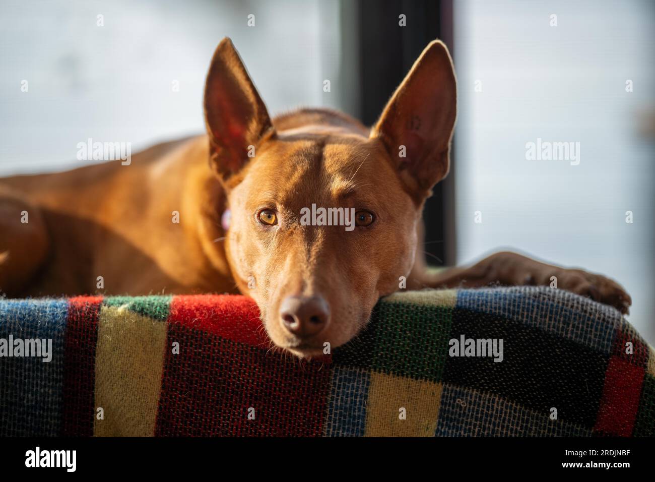 kelpie lying on a bed in a house in australia Stock Photo - Alamy
