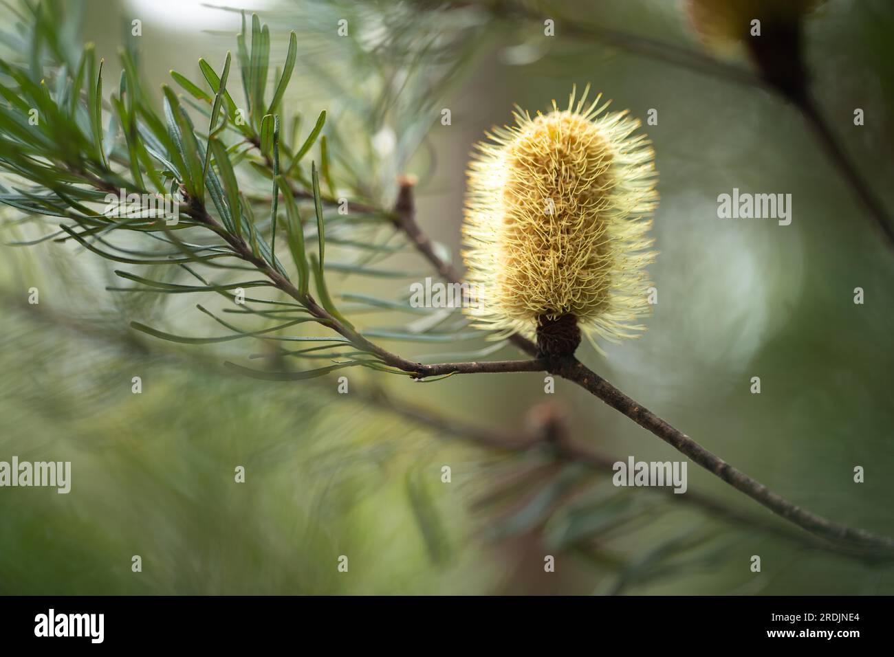 yellow banksia flower in the australian bush in spring Stock Photo - Alamy
