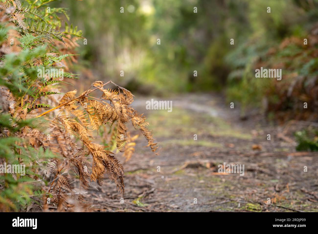 bush trail in the forest, sandy off road track in australia in the ...