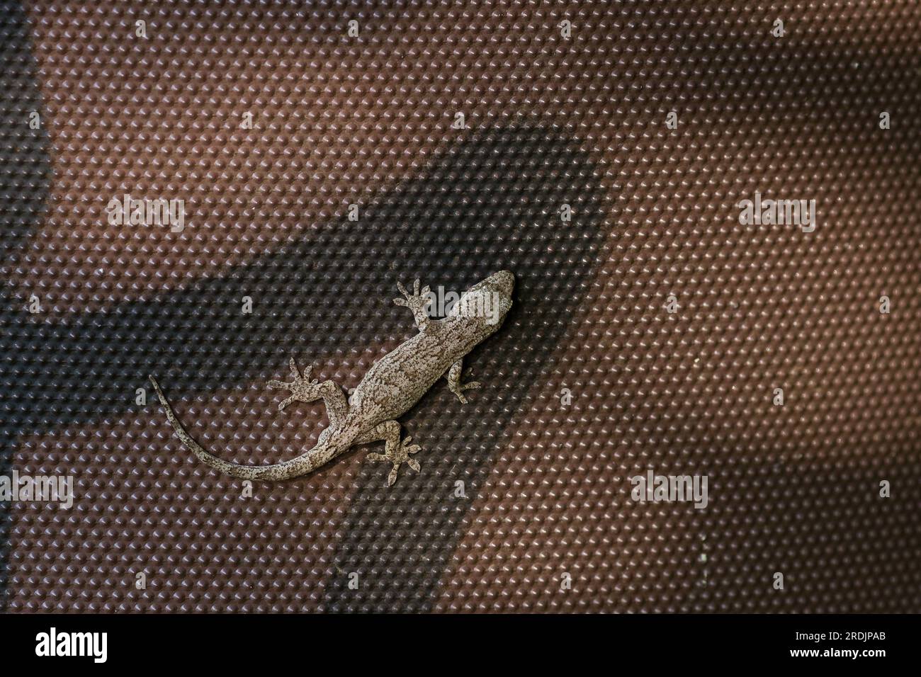 Schlegels japanese geckos hi-res stock photography and images - Alamy