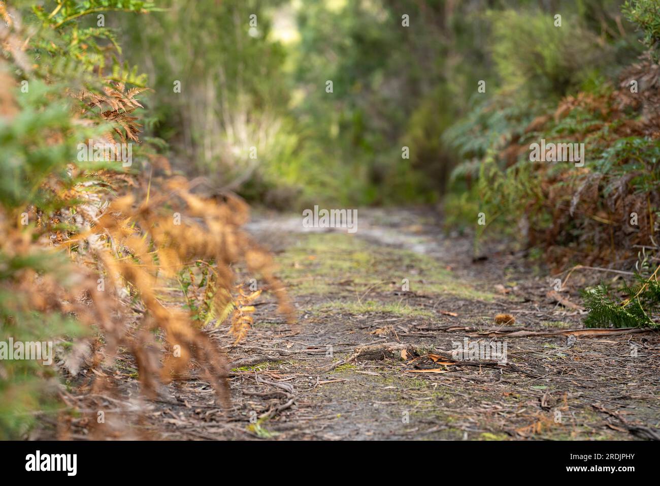 bush trail in the forest, sandy off road track in australia in the ...