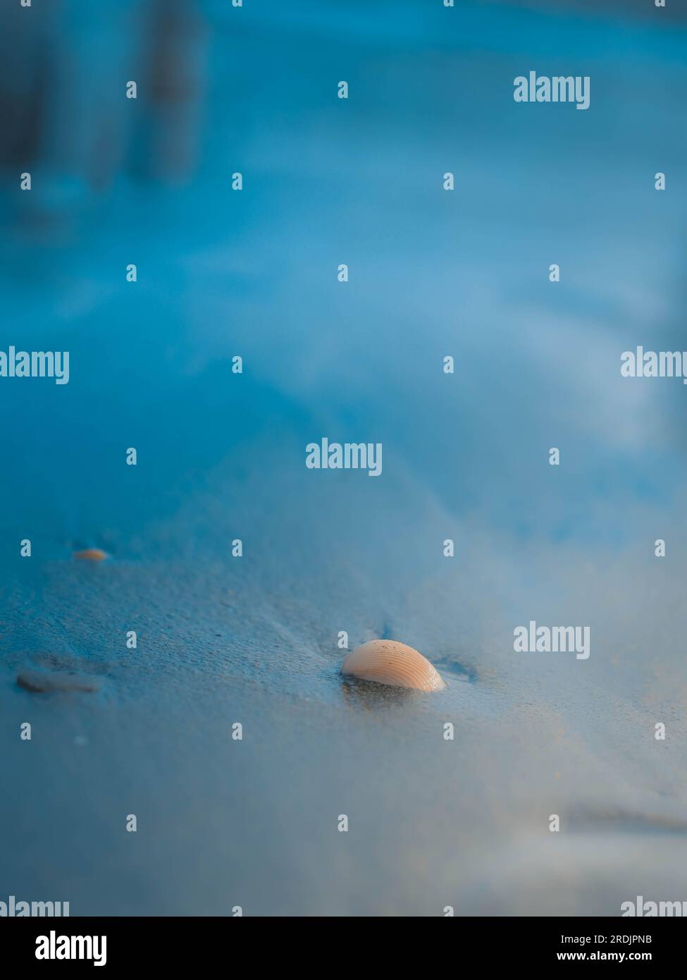 Scallop shells head for sustainable future in cox's Bazar Stock Photo ...