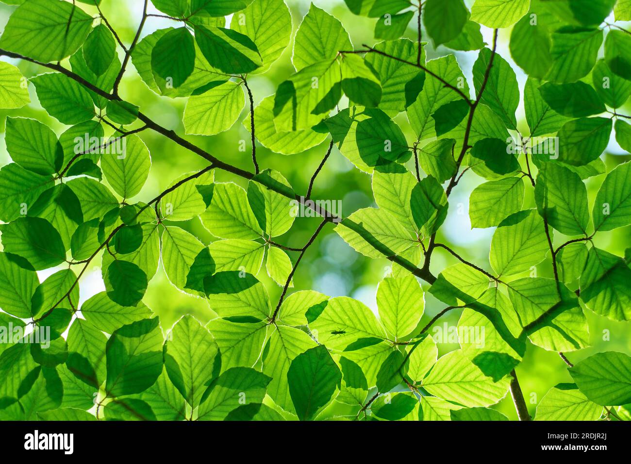 Green, fresh leaves on the tree in the forest at summer. Green ...