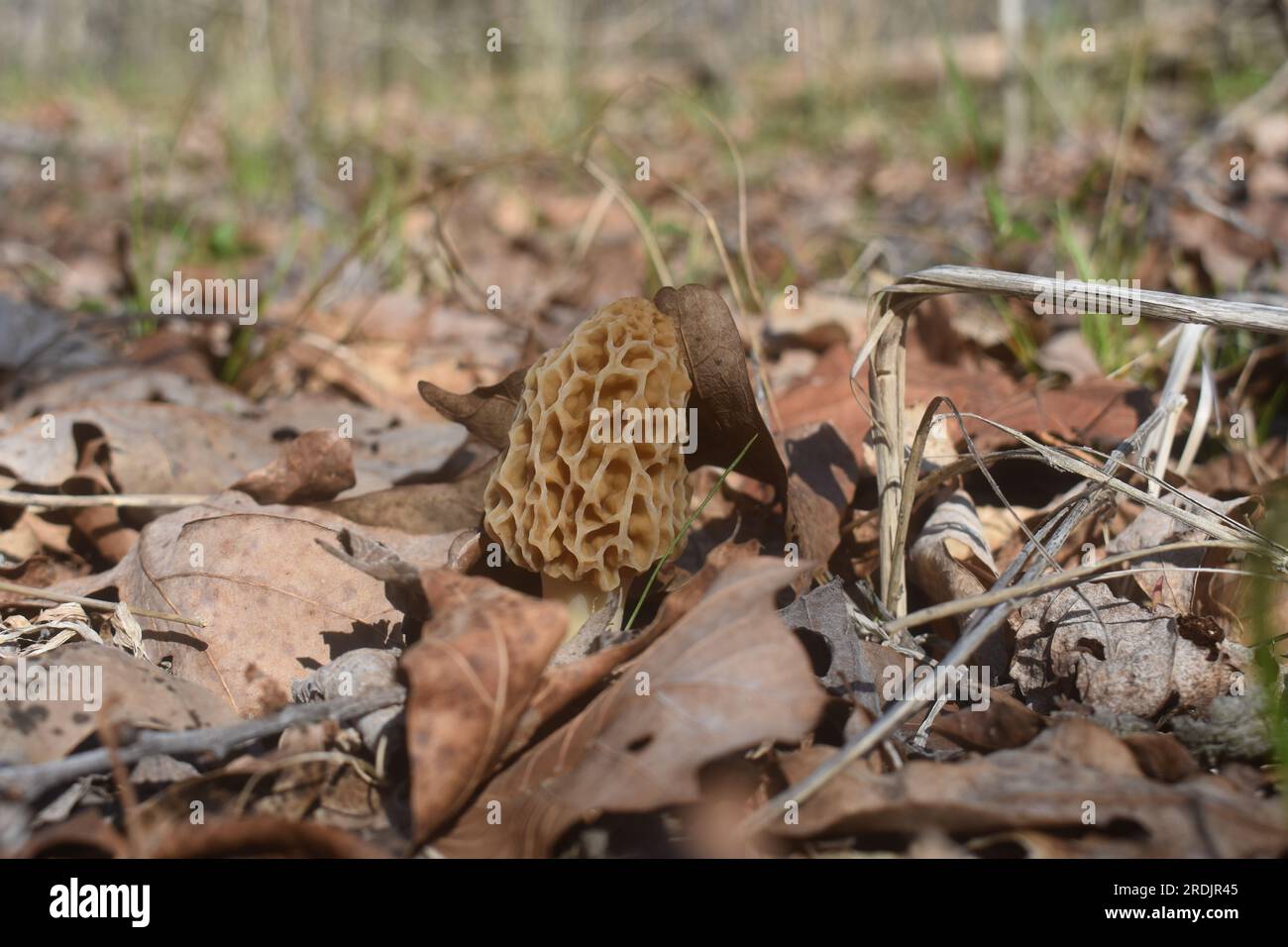 White morel morchella deliciosa hi-res stock photography and images - Alamy